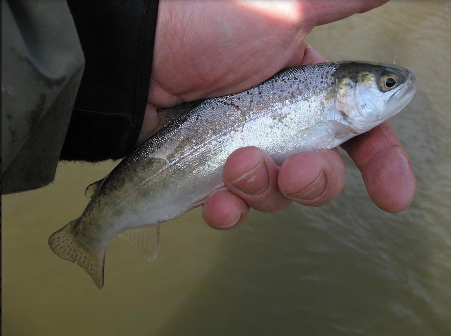 Traveling Angler: The Smolt