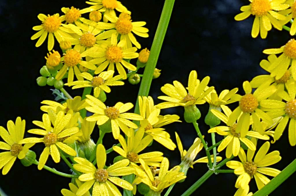 Space Coast Wildflowers: March 2015