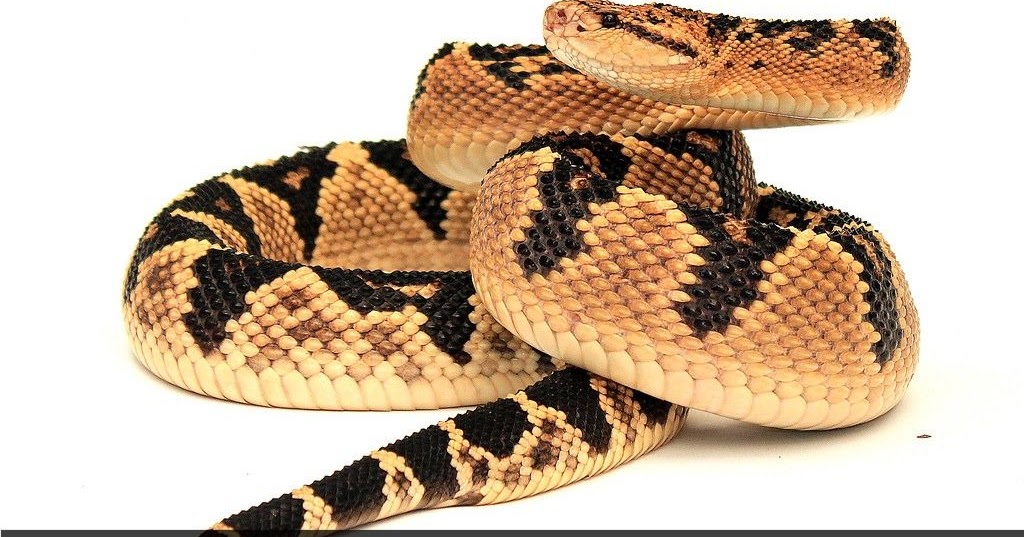 Lachesis mutus (homeopathie)