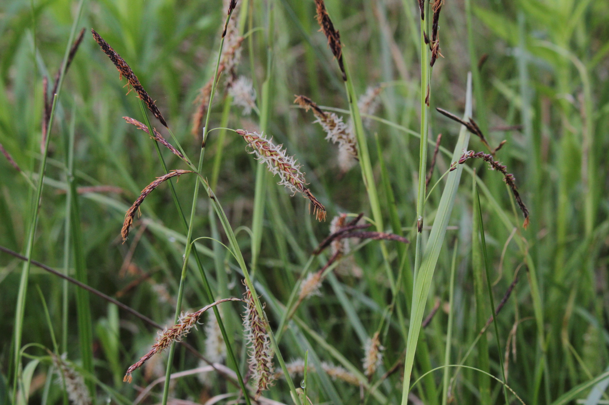 Birds, Bugs, and Botany: Blue Sedge (Carex flacca) and Railways