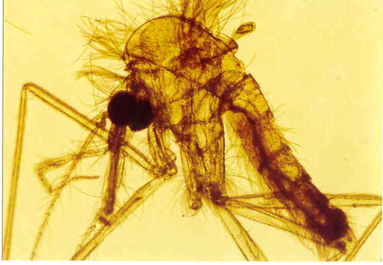 Dermapixel: abril 2011