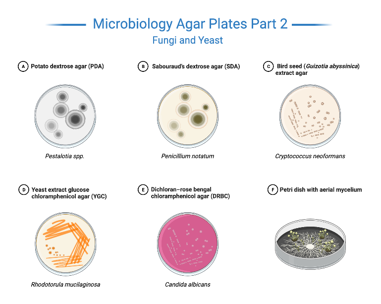 MICROBIOLOGY BLOG FOR STUDENTS (MBLOGSTU): Procedure for preparation of ...