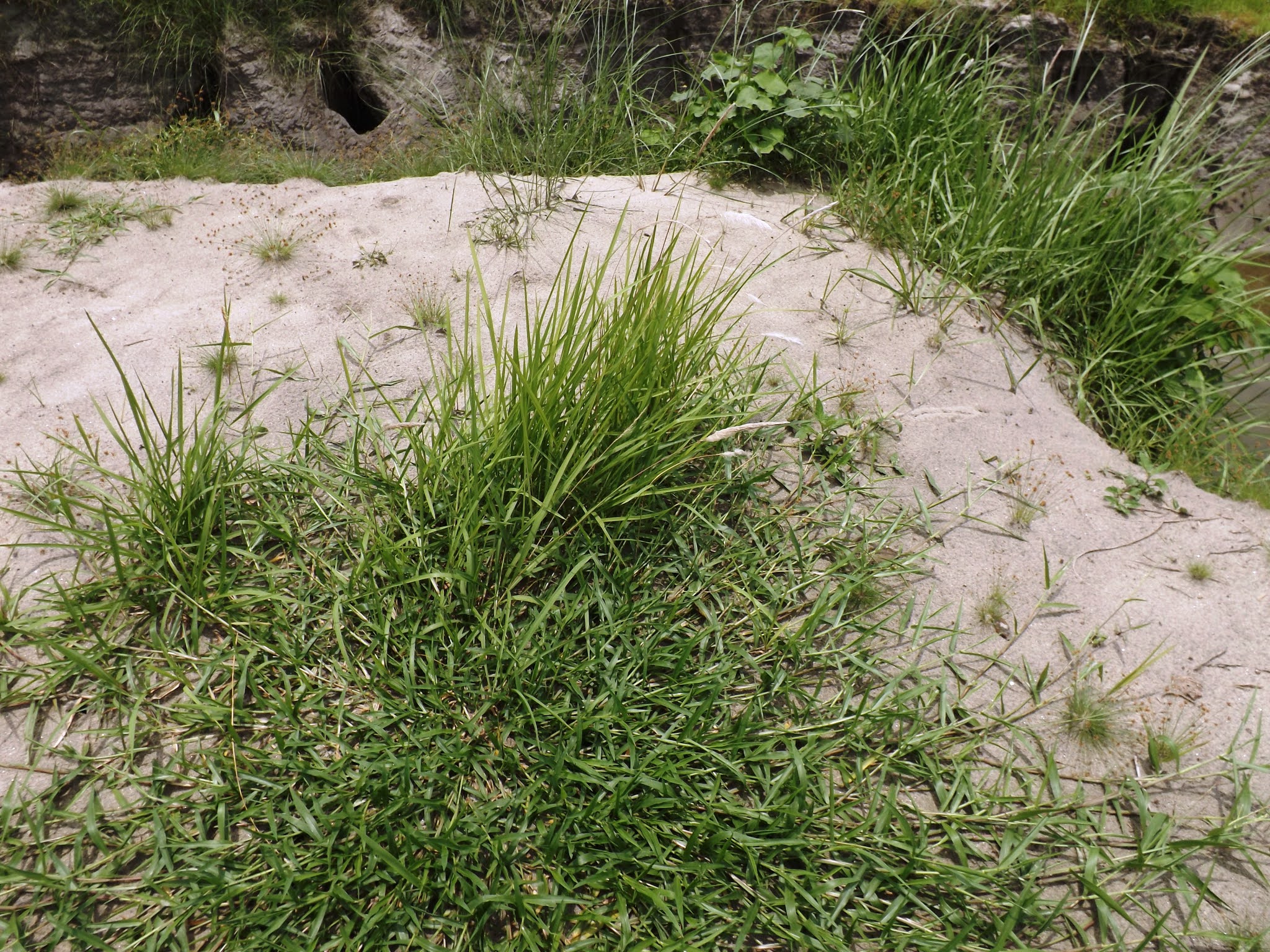 Ulu or Cogon grass, Imperata cylindrica