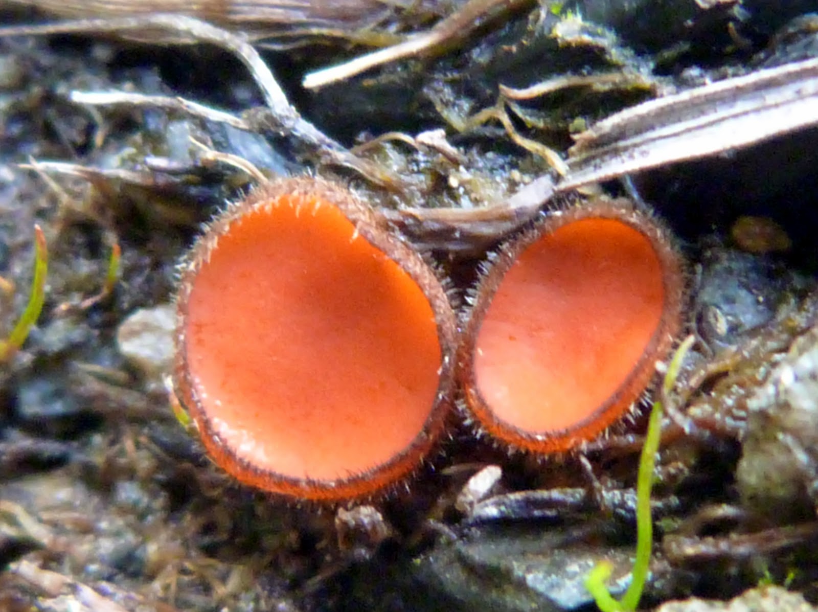 Taxonomía Fungi, Algas pardas y Protozoos: Phylum Ascomycota Clase ...