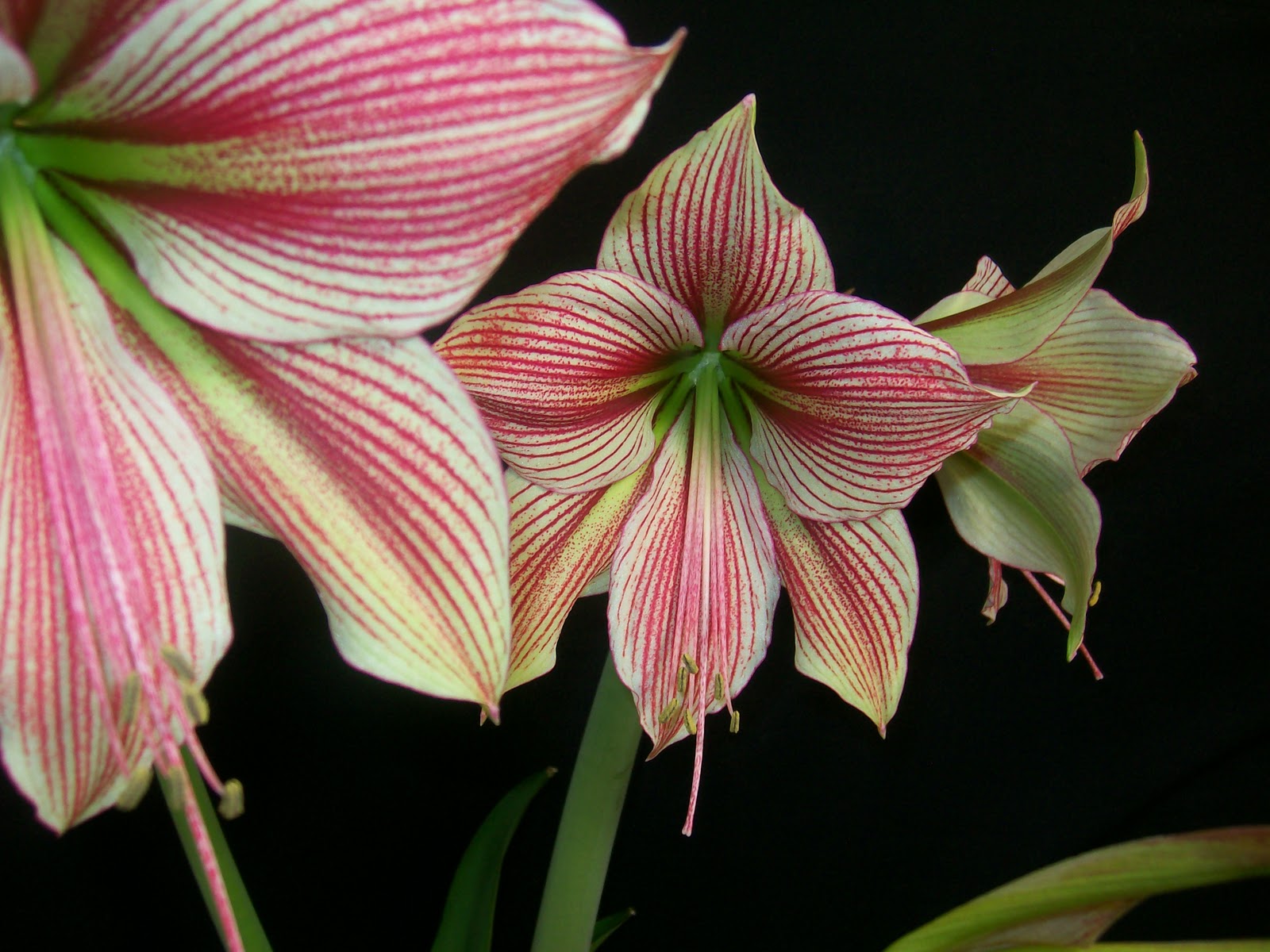 For The Love Of Bulbs: Buying Hippeastrum Hybrids -- The Holiday Amaryllis