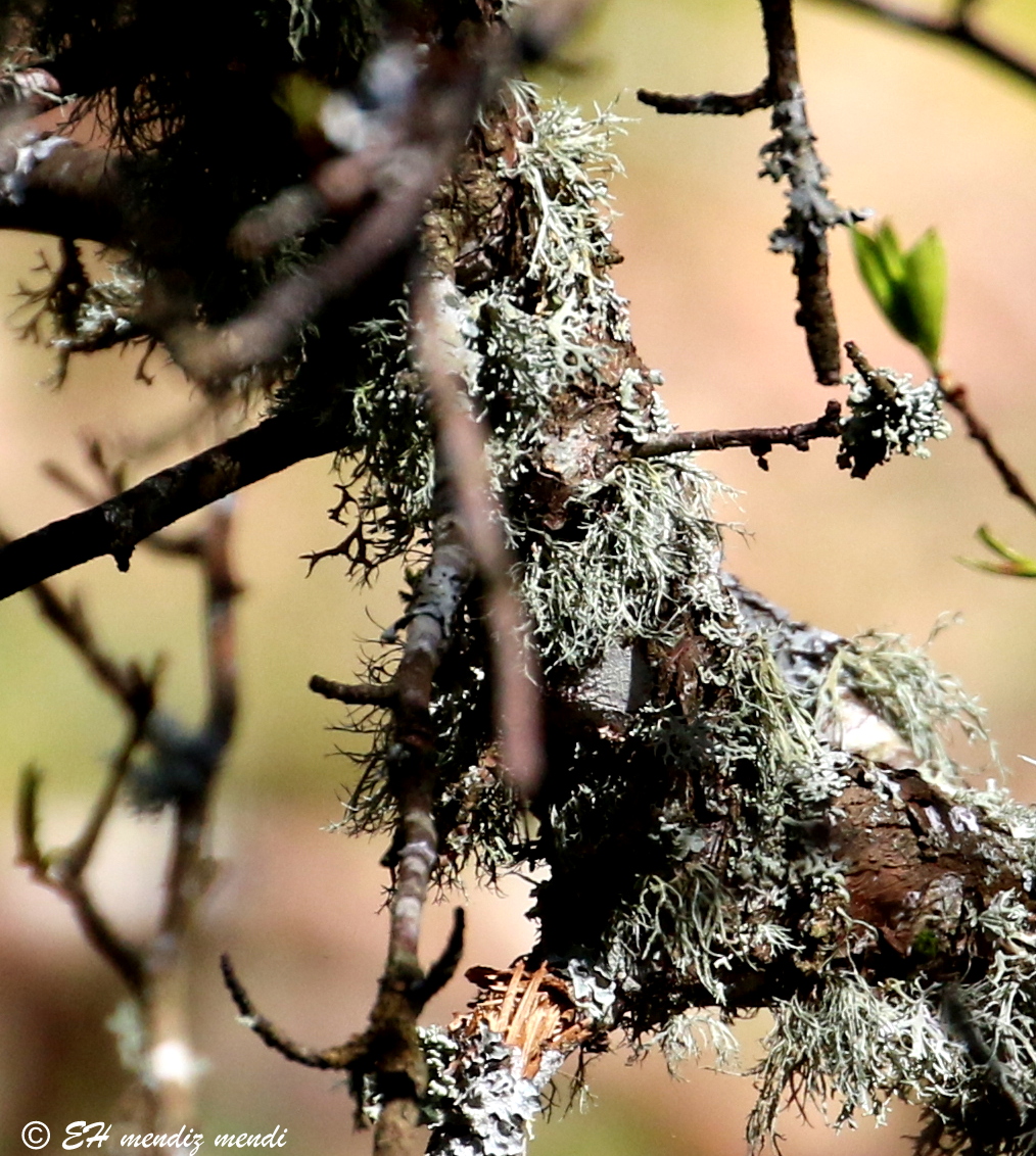 Euskal Herria mendiz mendi: OIANBAKOITZ (1226M), MILPIRIBIL (1277M ...