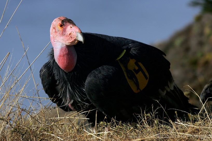 California Condor | The Life of Animals