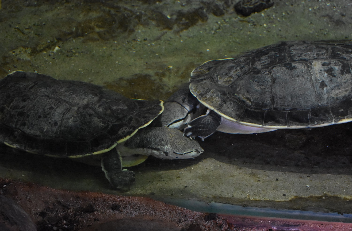 ZOOTOGRAFIANDO (6.096 ANIMALS): TORTUGA CABEZA DE SAPO DE HILARY ...