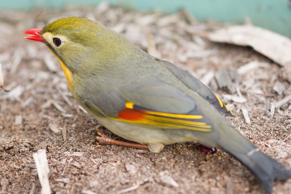 RED-BILLED LEIOTHRIX