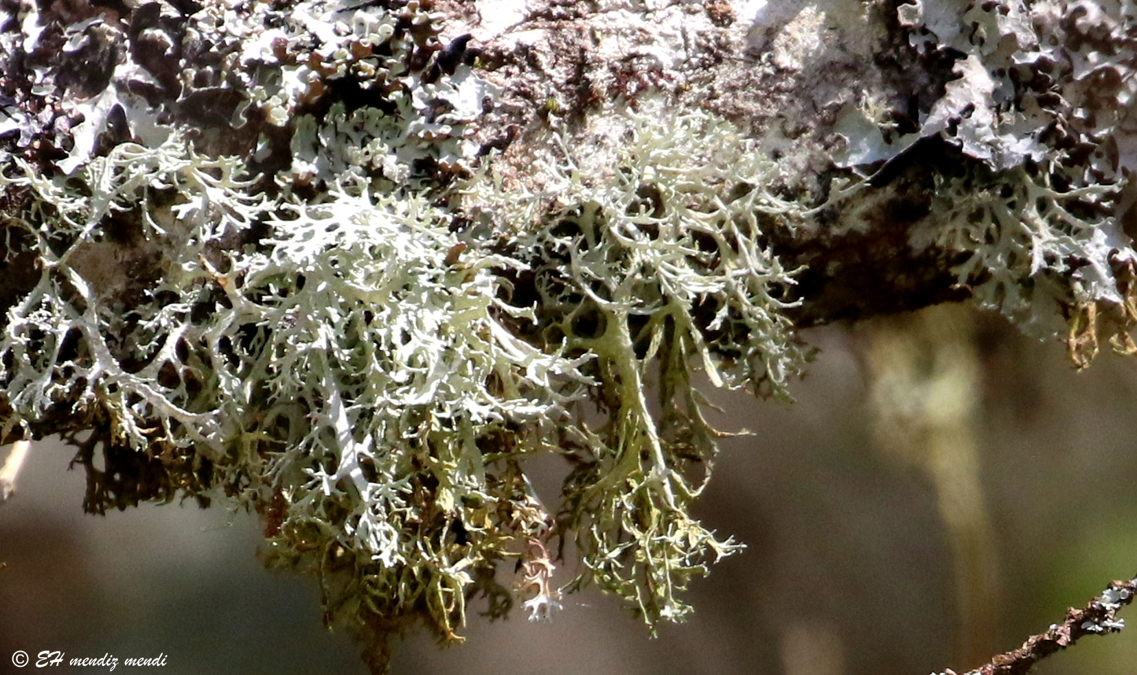 Euskal Herria mendiz mendi: AUMATEGI (1192M), MUGARRILUZE (1111M) ELGEA ...