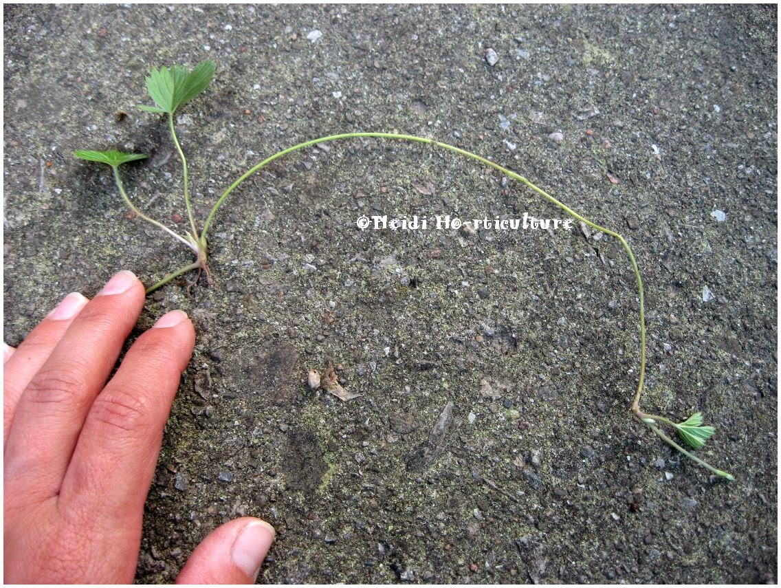 Heidi Horticulture: Fragaria (Strawberry) Stolons (Runners)