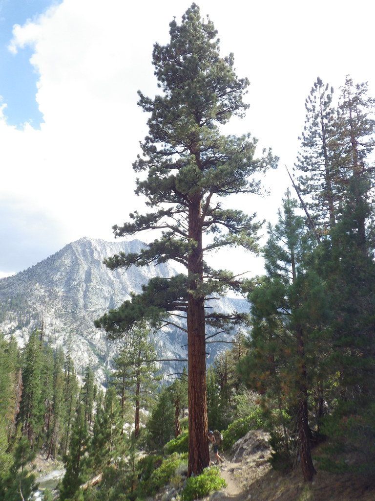 Pinus jeffreyi - Jeffrey Pine care and cultivation | Travaldo's blog