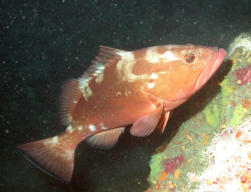 Red Grouper ~ Aquatic Animals