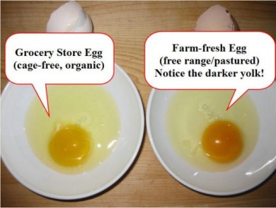Hessee's Homegrown Hatchery: Why Farm Fresh Eggs?
