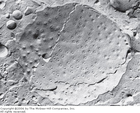 De Histology: Nuclear Envelope
