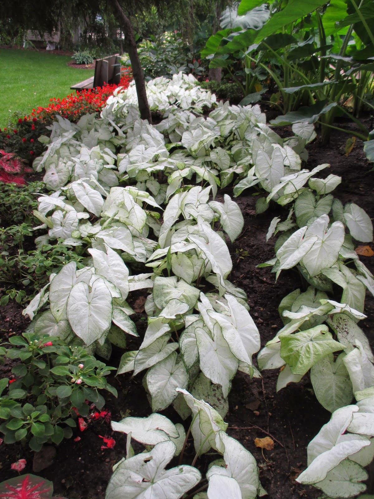 Rotary Botanical Gardens - Hort Blog: Pre-Sale & Weekend Prep