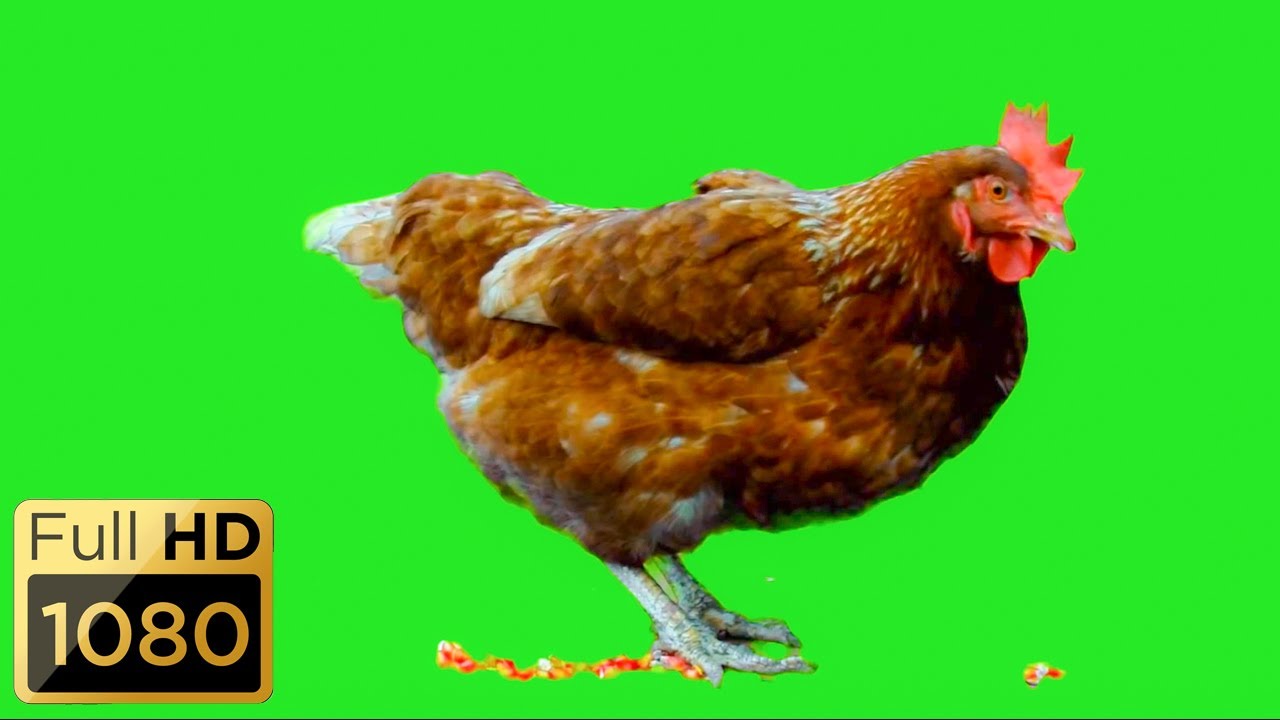 Chicken green screen footage
