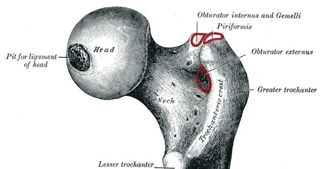 The obturator externus groove and bipedality
