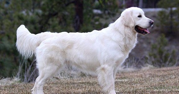 Indiana Goldens: Best English Cream Golden Retriever puppies in Indiana