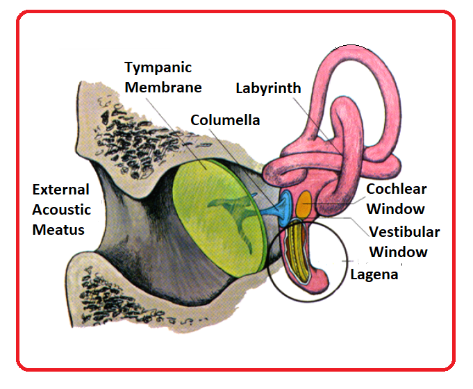 Bird Ear Anatomy