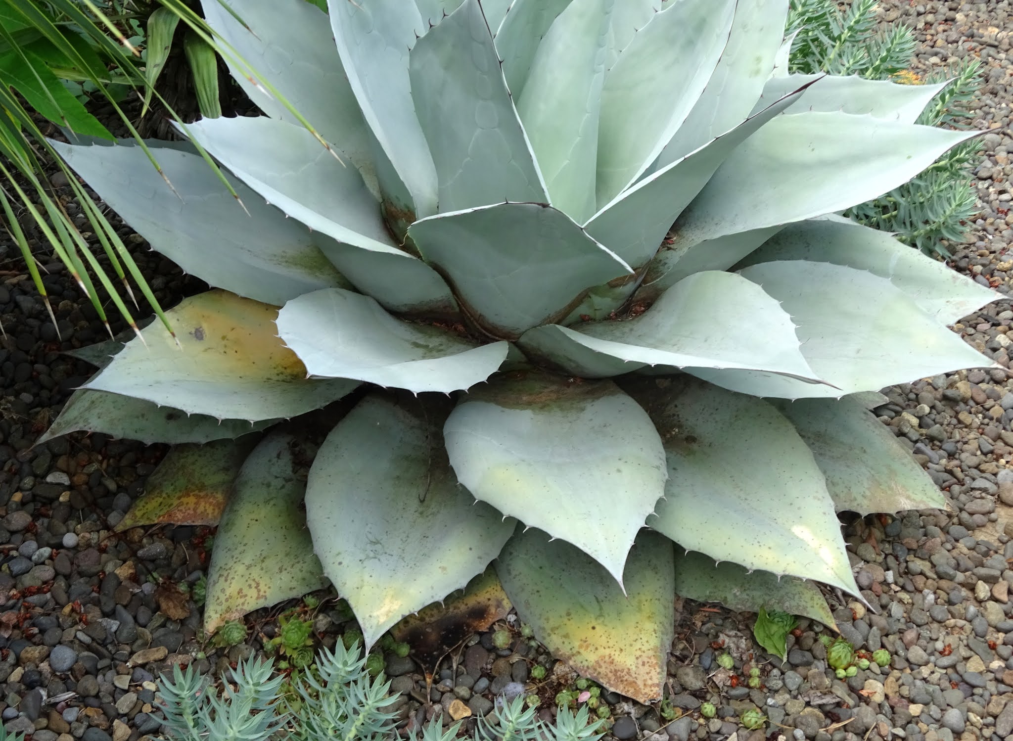 danger garden: My garden, after the inferno...