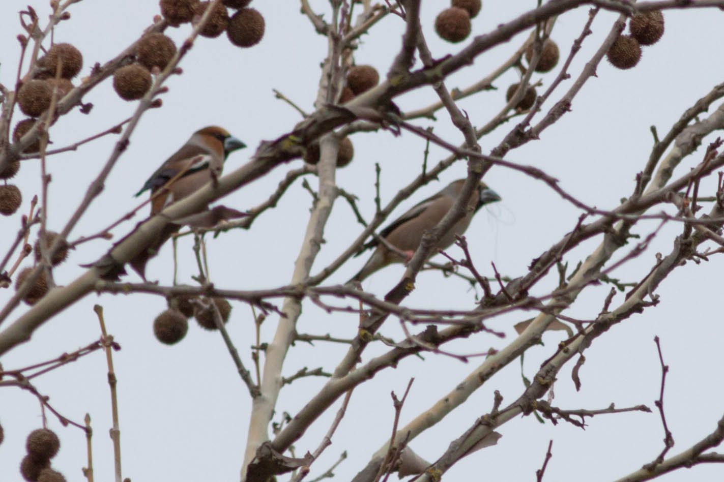 Birding Axarquia: Woodpeckers and Hawfinches