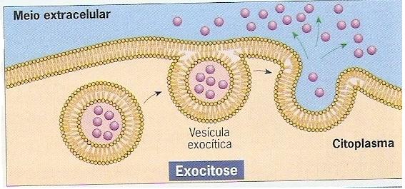 Fisiologia Humana: Membrana Plasmática