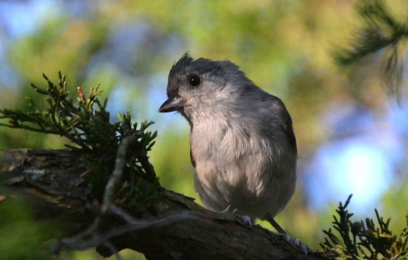 Woods Walks and Wildlife: A Titmouse Family Outing