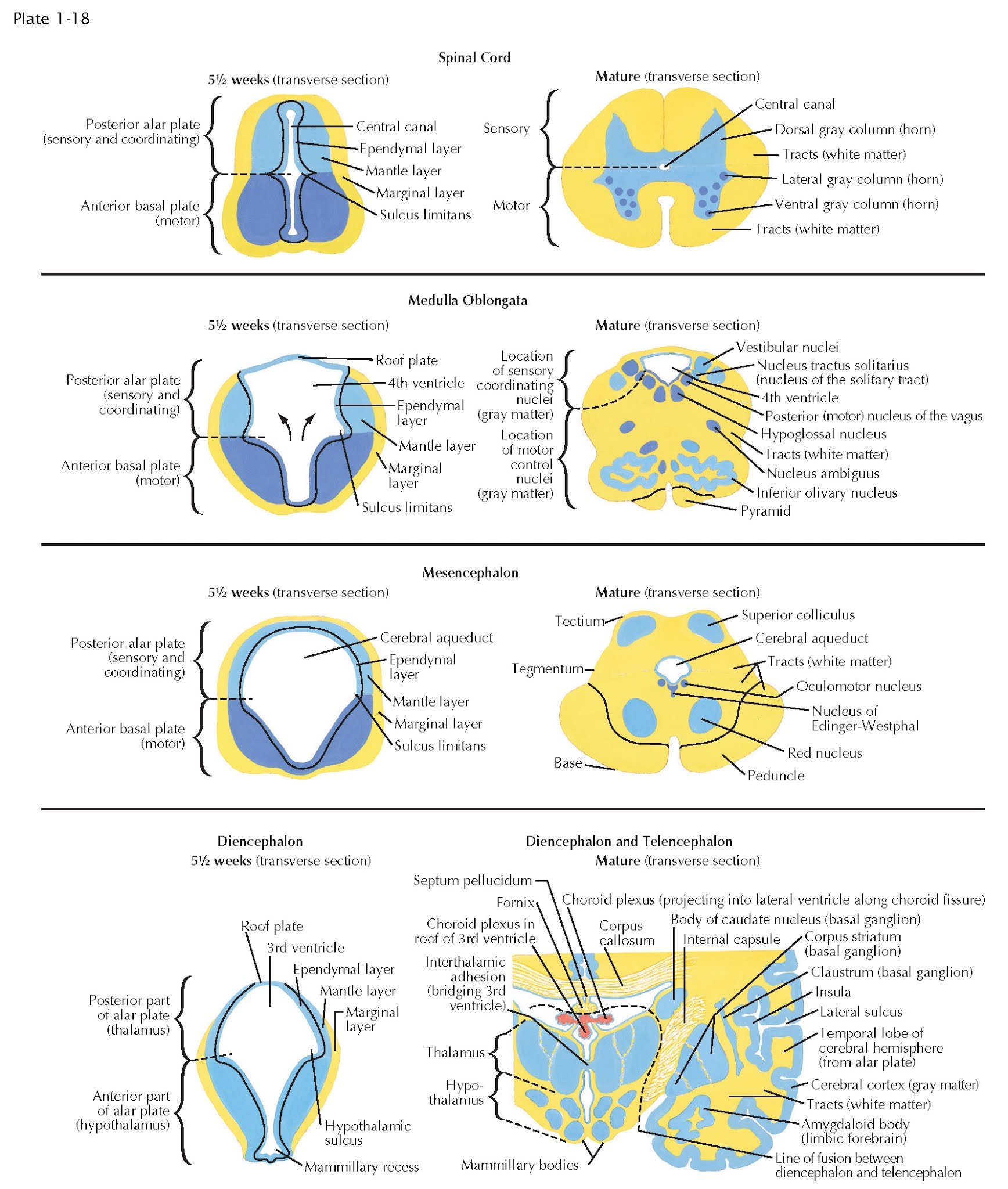 ESTABLISHING CELLULAR DIVERSITY IN THE EMBRYONIC BRAIN AND SPINAL CORD ...