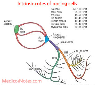 Internodal Pathways