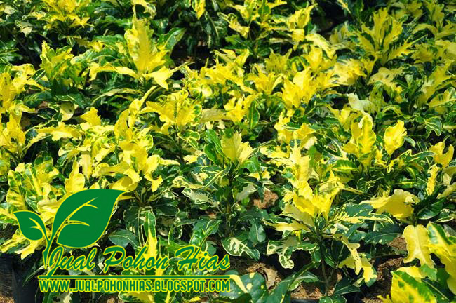 JUAL POHON PURING TERANG BULAN | JUAL TANAMAN HIAS | TUKANG TAMAN MURAH ...