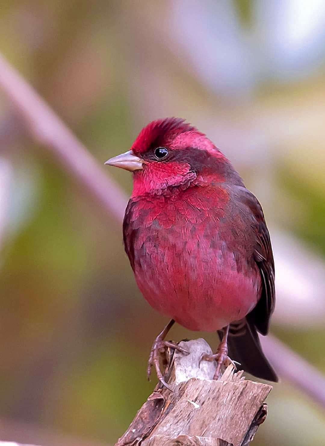 Rose finch