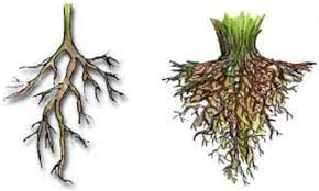 Morfologi Akar - Blog for Learning