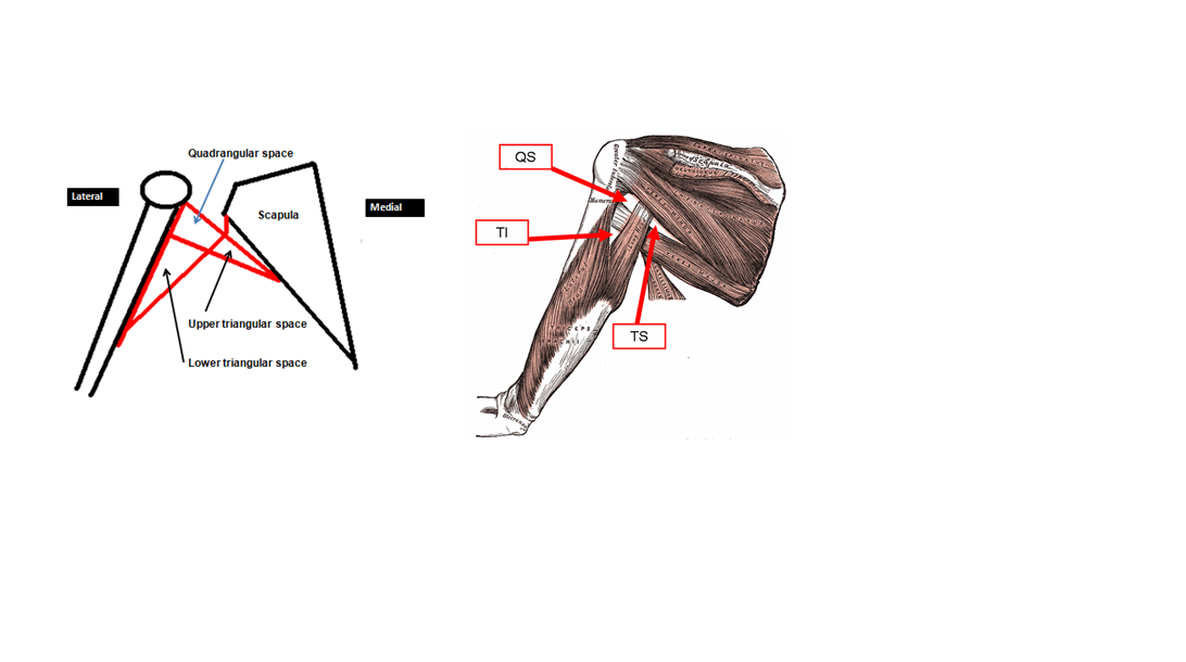 easyhumanatomy: Intramuscular spaces in scapular region/ axillary ...