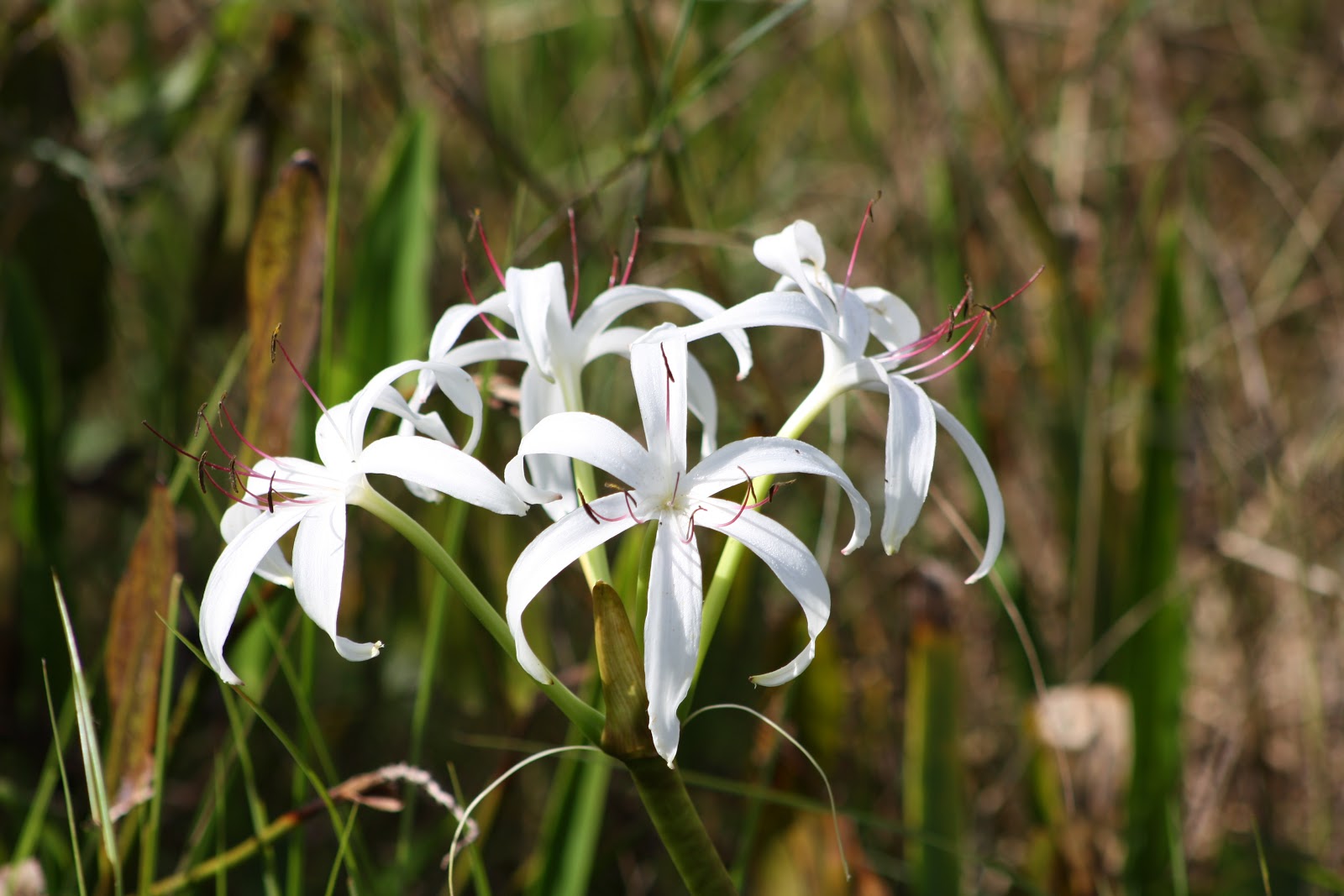 Panther Island Adventures: Back! Plant of the week July 25: Swamp lily