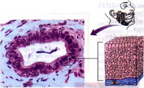 PINTAR BELAJAR BIOLOGI: JARINGAN EPITEL