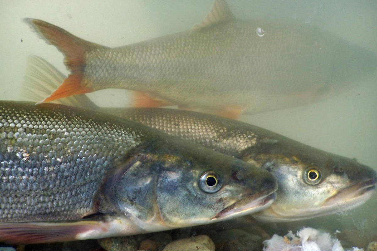 Fly-Fish-BC: Northern pikeminnow; a growing concern on Kootenay Lake