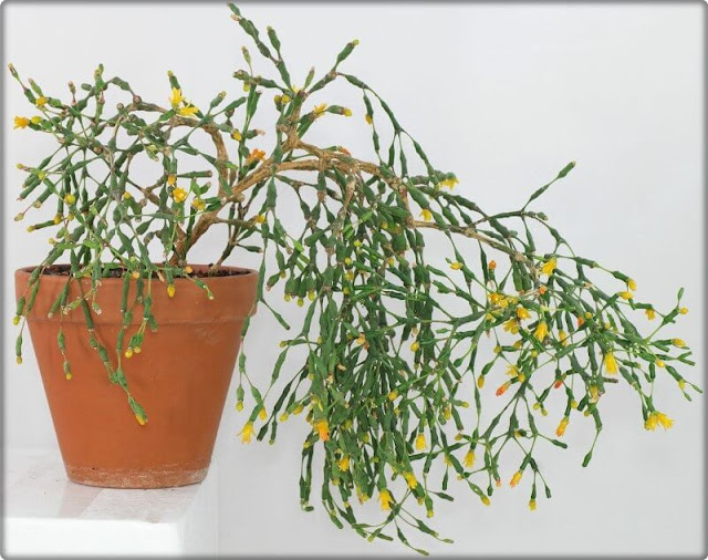 How To Grow and Care Dancing Bones Cactus