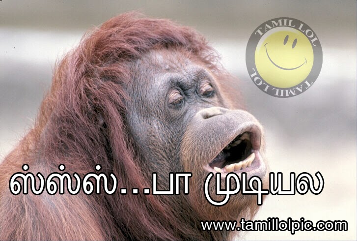 funny Monkey Reaction