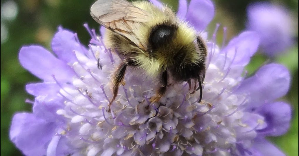 alaska blue moose: Nees' Bees