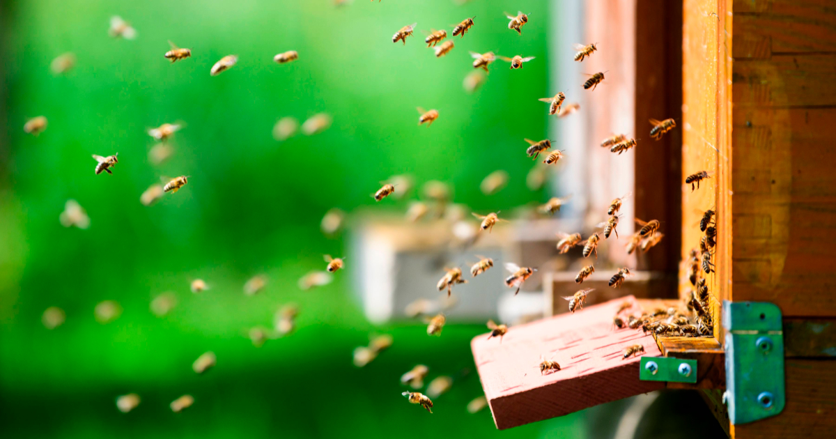 Alternativas para Cuidar el Medio Ambiente: UN TERCIO DE LOS INSECTOS ...