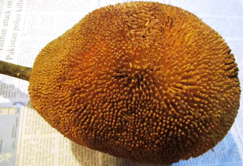 KINABALU: TARAP - FRUIT OF BORNEO