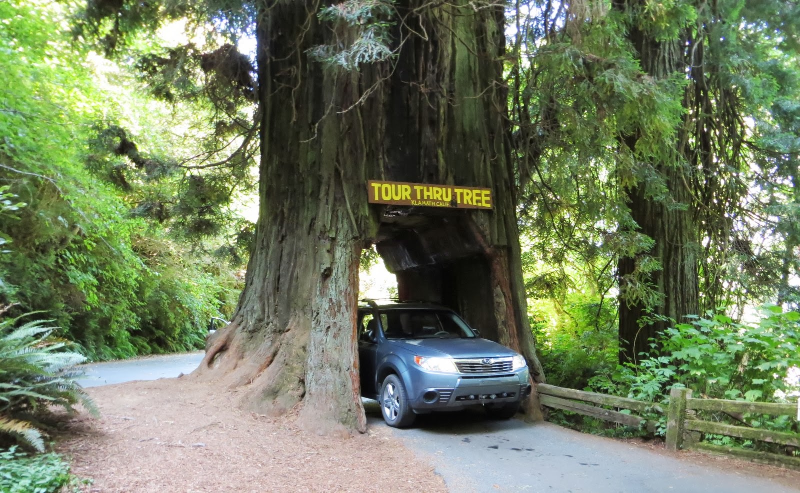 Candy n John RV: 2013 July: Drive through Tree