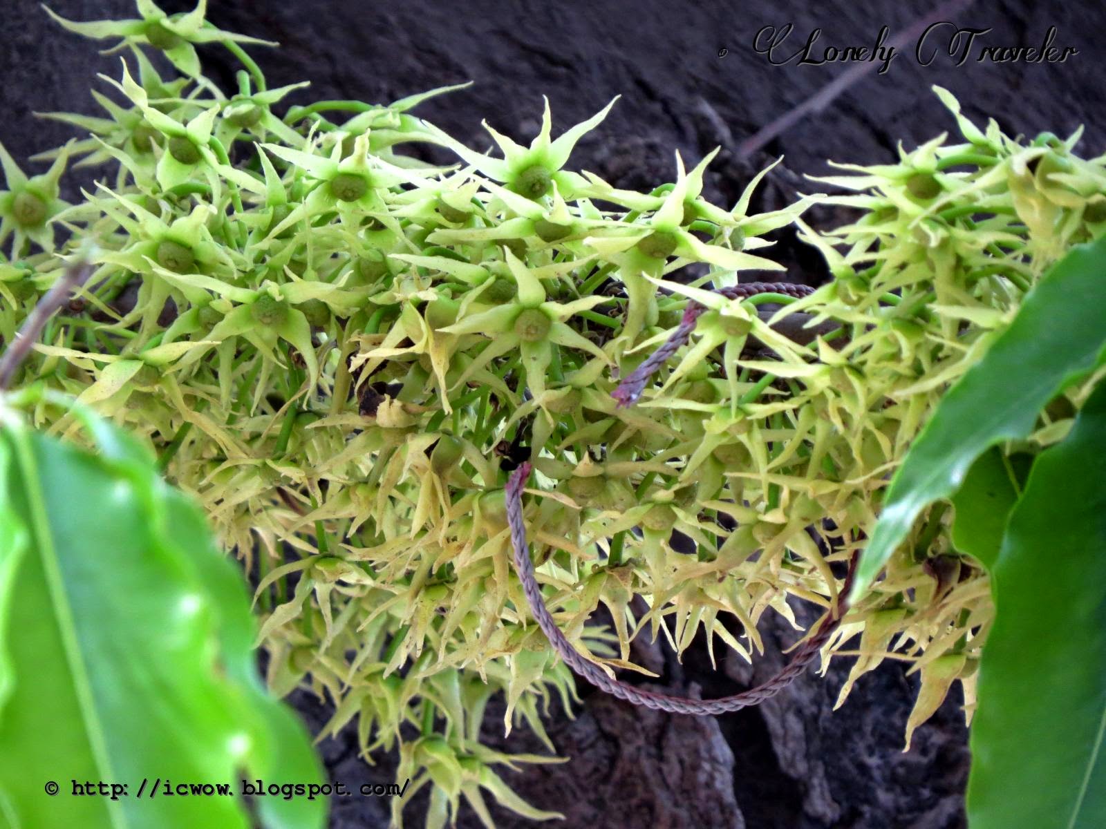 Debdaru ful (দেবদারু ফুল) - Polyalthia longifolia