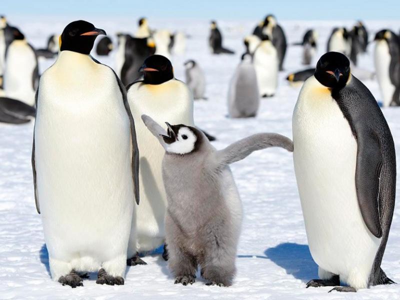 MyPhotoPics: Αυτοκρατορικός πιγκουίνος