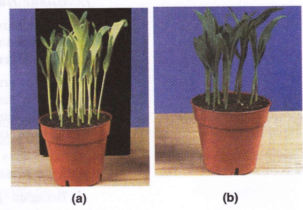 Several External Factors Influencing Plant's Growth - New Science Biology