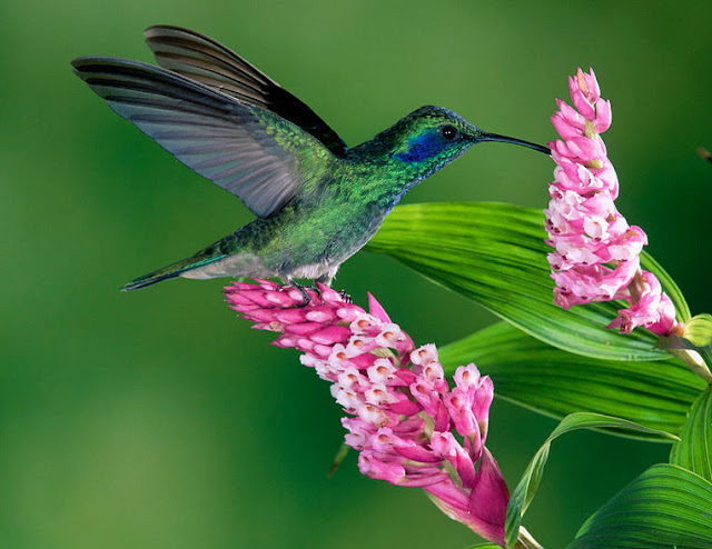Bellas Aves de El Salvador: Colibri thalassinus (colibrí de oreja violeta)