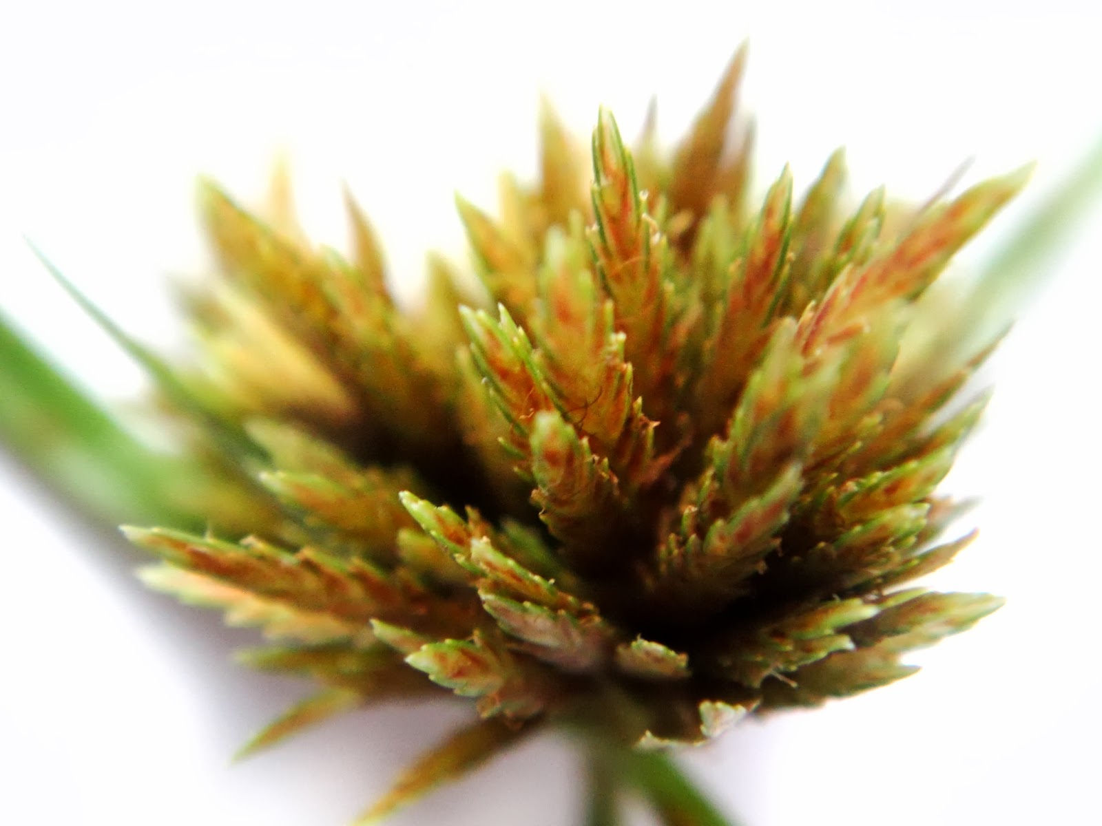 DWAN雲之端: 多柱扁莎-- 多柱扁莎株高10--45公分，一年或多年生莎草科草本；學名, Pycreus polystachyos ...