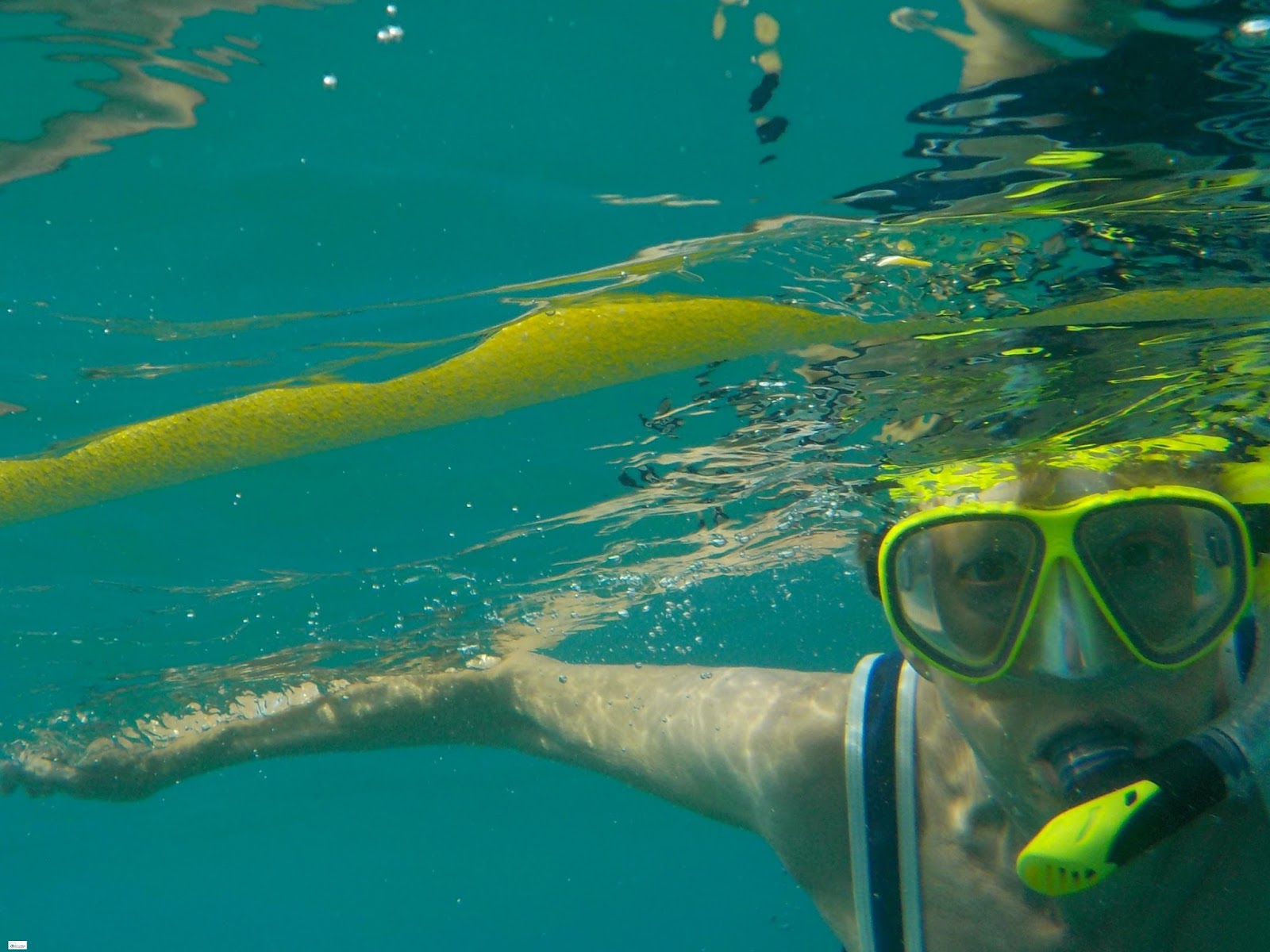 Reef Snorkeling and Sandbar Getaway Port Excursion, Coco Cay | Caravan ...