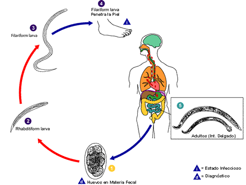 PARASITOLOGIA NUTRICION: UNCINARIAS